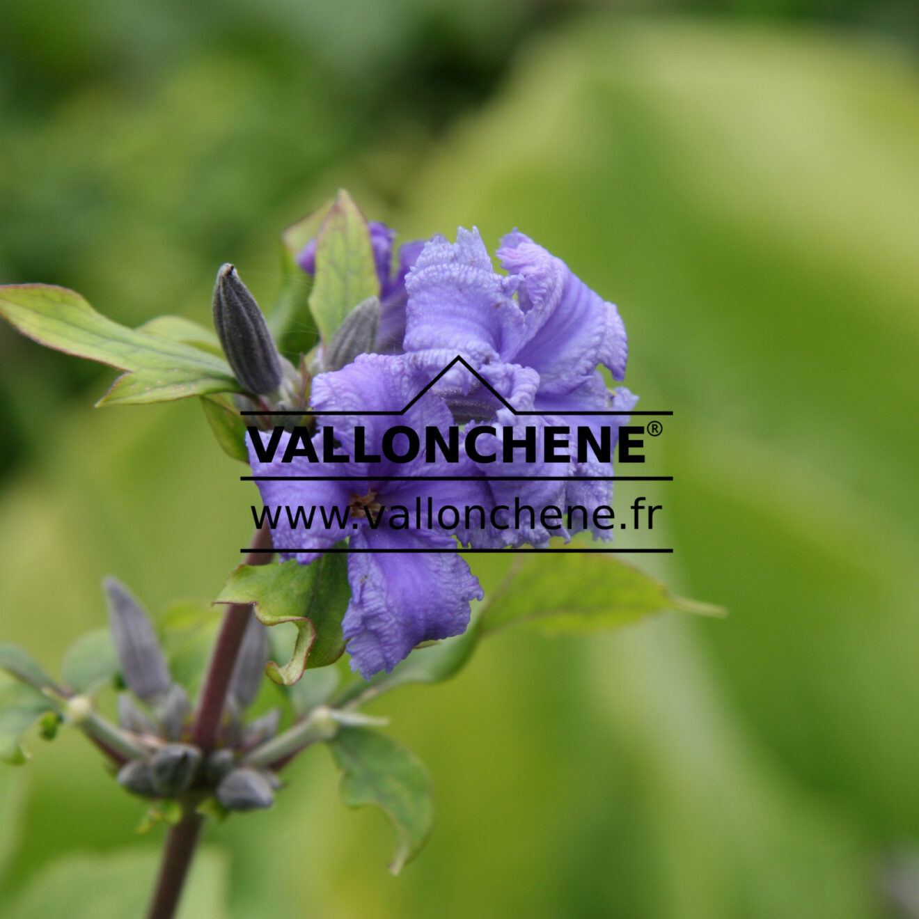 CLEMATIS heracleifolia 'Cassandra'