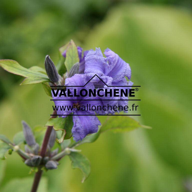 CLEMATIS heracleifolia 'Cassandra' - clématite vivace