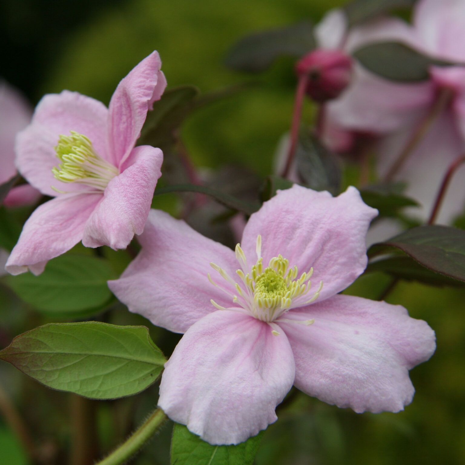 CLEMATIS montana var. rubens 'Tetrarose' - clématite des montagnes