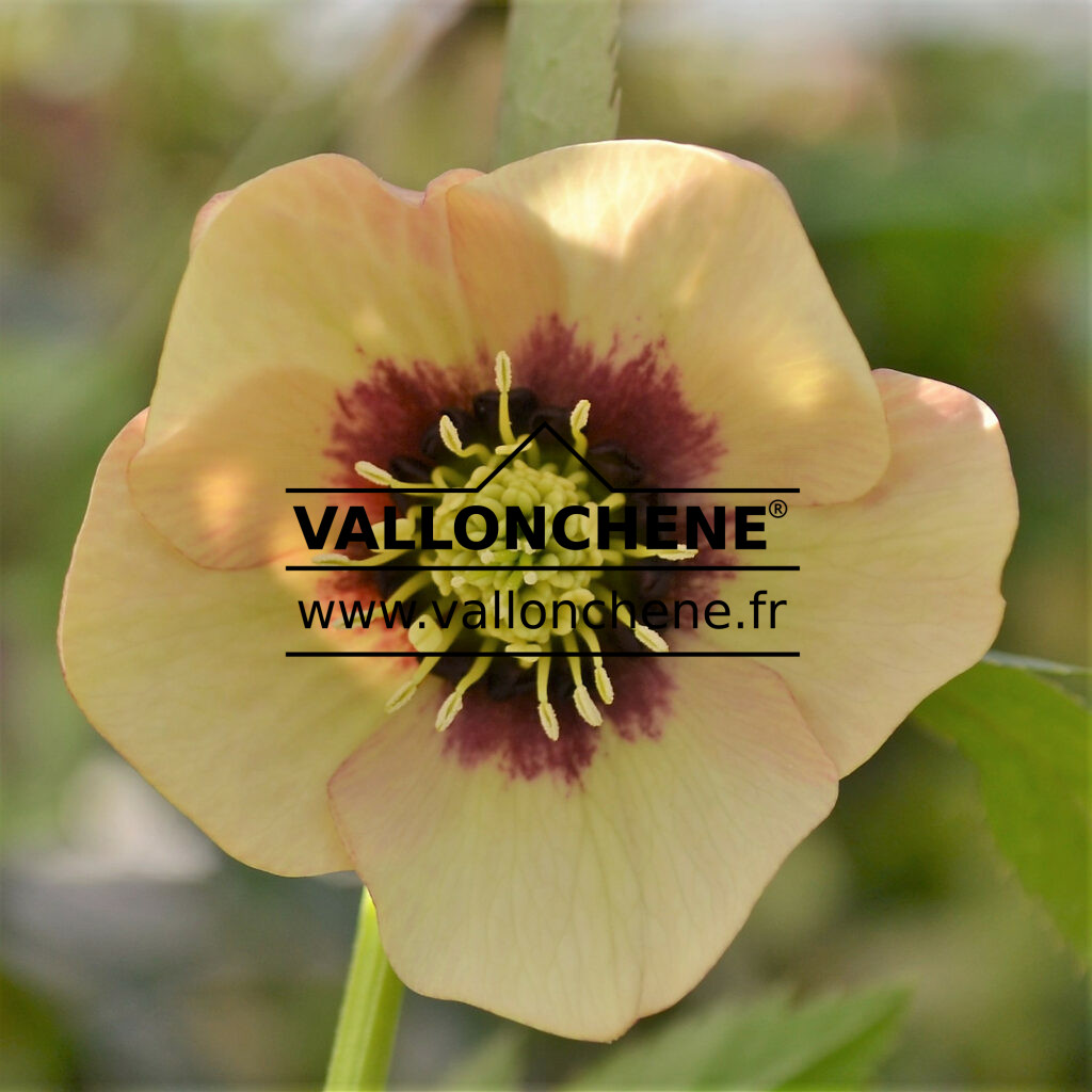 HELLEBORUS x orientalis 'Apricot with Red Center' - hellebore