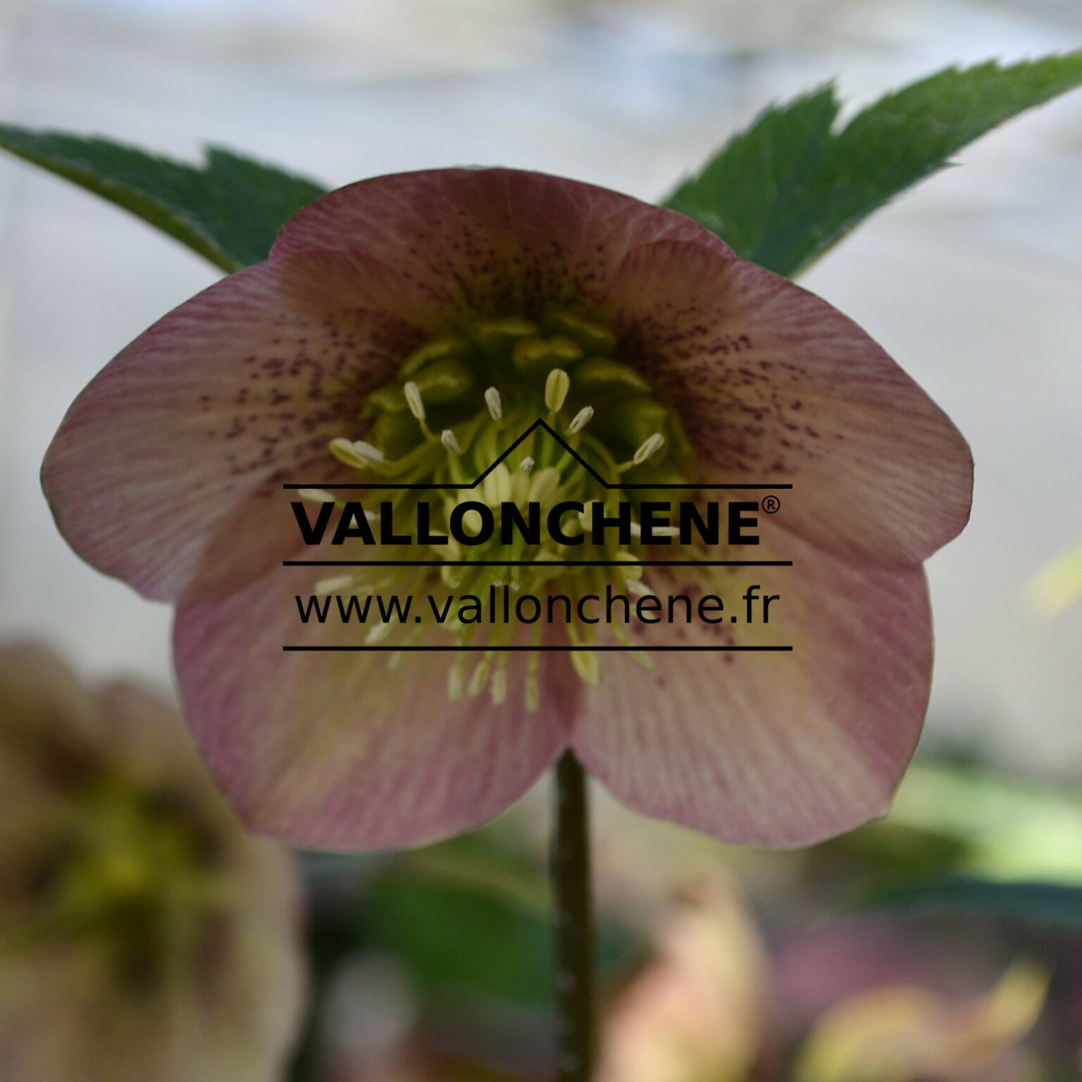 HELLEBORUS x orientalis 'Peach Spotted' - hellebore