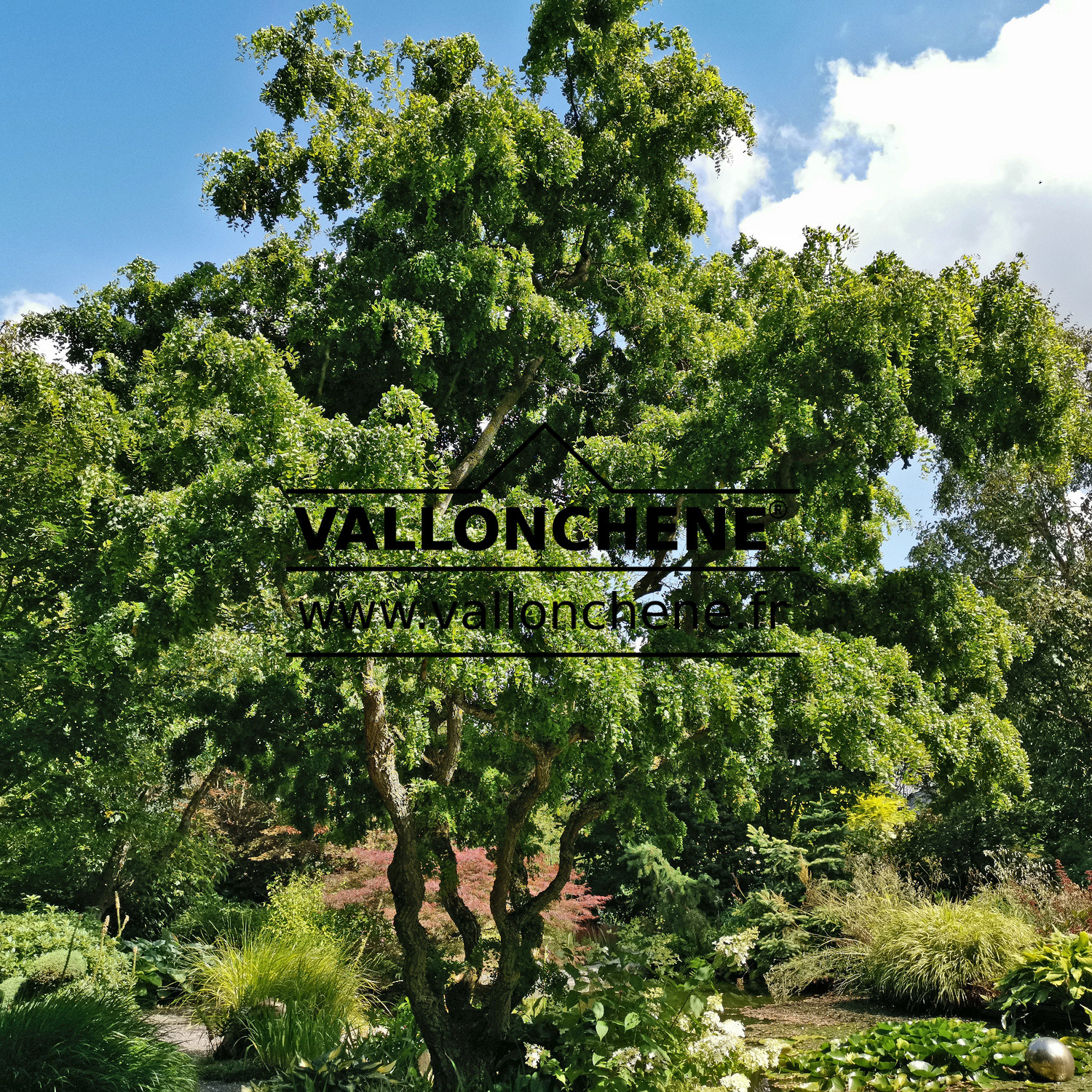 ROBINIA pseudoacacia 'Twisty Baby' - robinier faux-acacia