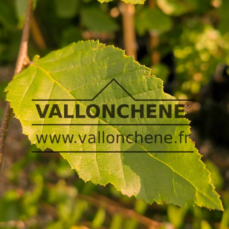 CARPINUS x betulus 'Williamson's Gold' (Hainbuche, Weißbuche, Hagebuche)