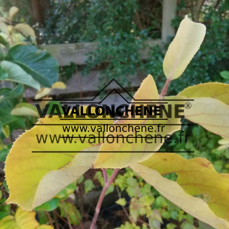 PTEROSTYRAX corymbosa (little epaulette tree) - Vallonchêne