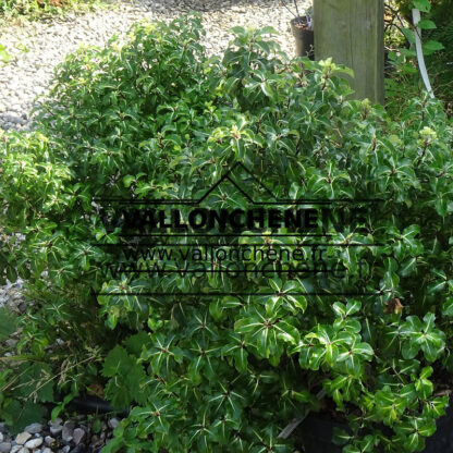 PITTOSPORUM tenuifolium 'Gold Star' (black matipo) - Vallonchêne