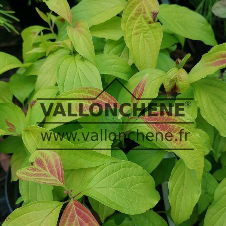 CORNUS sericea 'Kelsey's Gold' (Rosco) (red osier, red-osier dogwood)