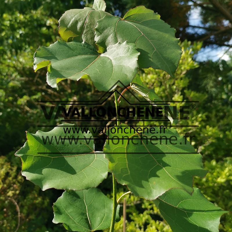 POPULUS tremula 'Erecta' (Fastigiata) (Aspen, Eurasian, Aspen, European ...