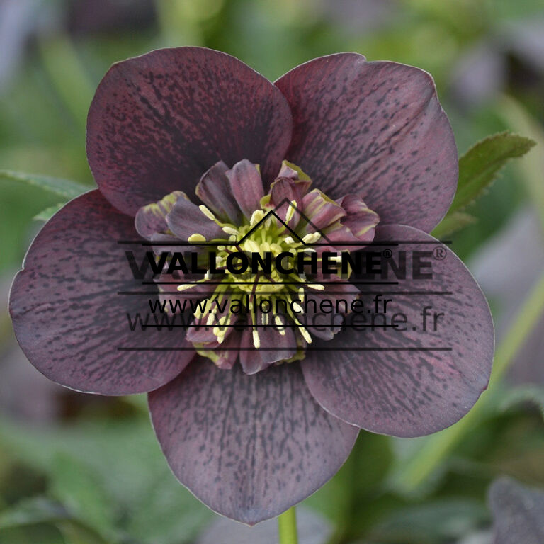 HELLEBORUS x orientalis anemone 'Slaty Blue' (hellebore)