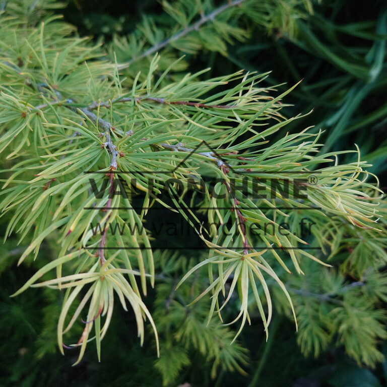 PSEUDOLARIX amabilis (mélèze doré de Chine)