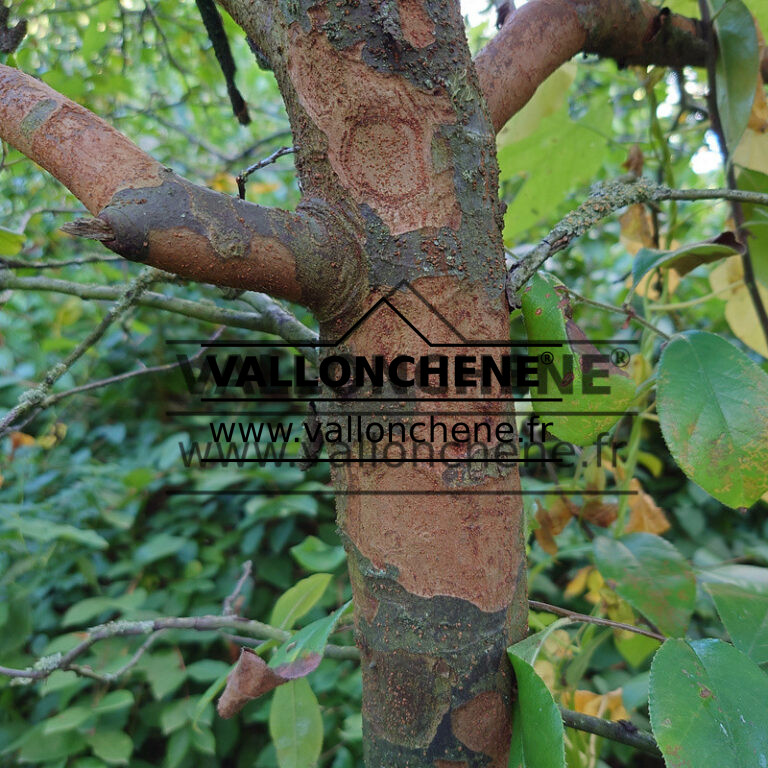 PSEUDOCYDONIA sinensis - cognassier de Chine