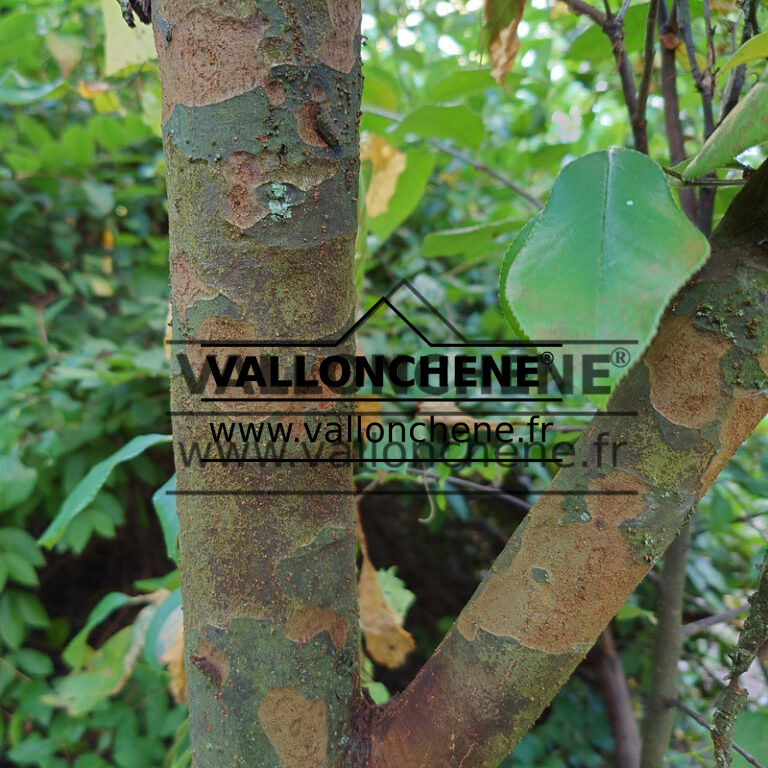 PSEUDOCYDONIA sinensis - Chinese quince