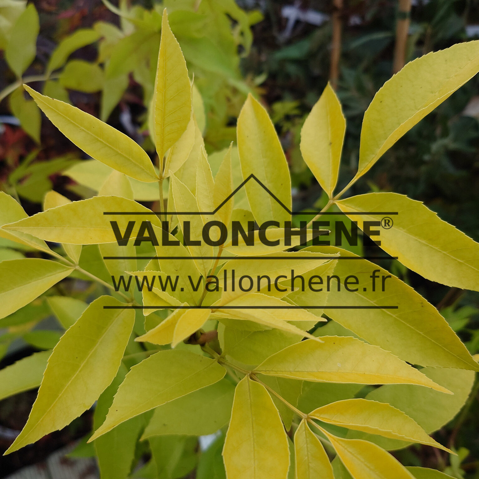 FRAXINUS chinensis 'Emma's Gold' (R) - Chinese Ash