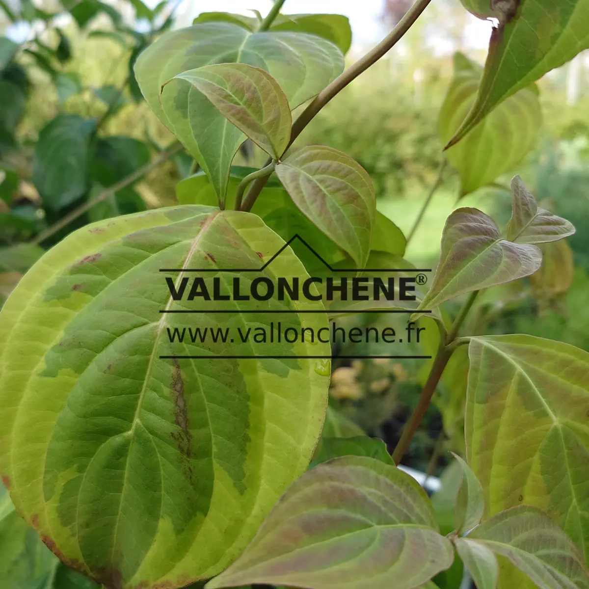 CORNUS x rutgersensis 'Celestial Shadow' (Japanese dogwood)